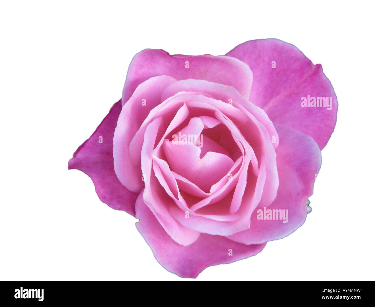 Only rose flower hi-res stock photography and images - Alamy