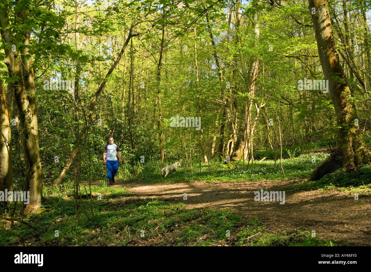 Crook of a tree hi-res stock photography and images - Alamy
