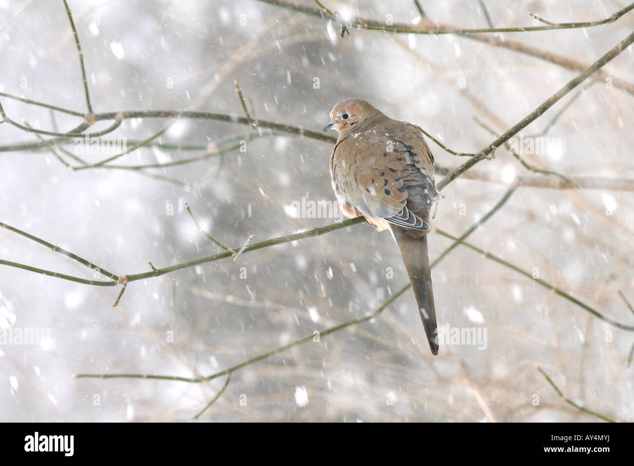 Dove hi-res stock photography and images - Alamy