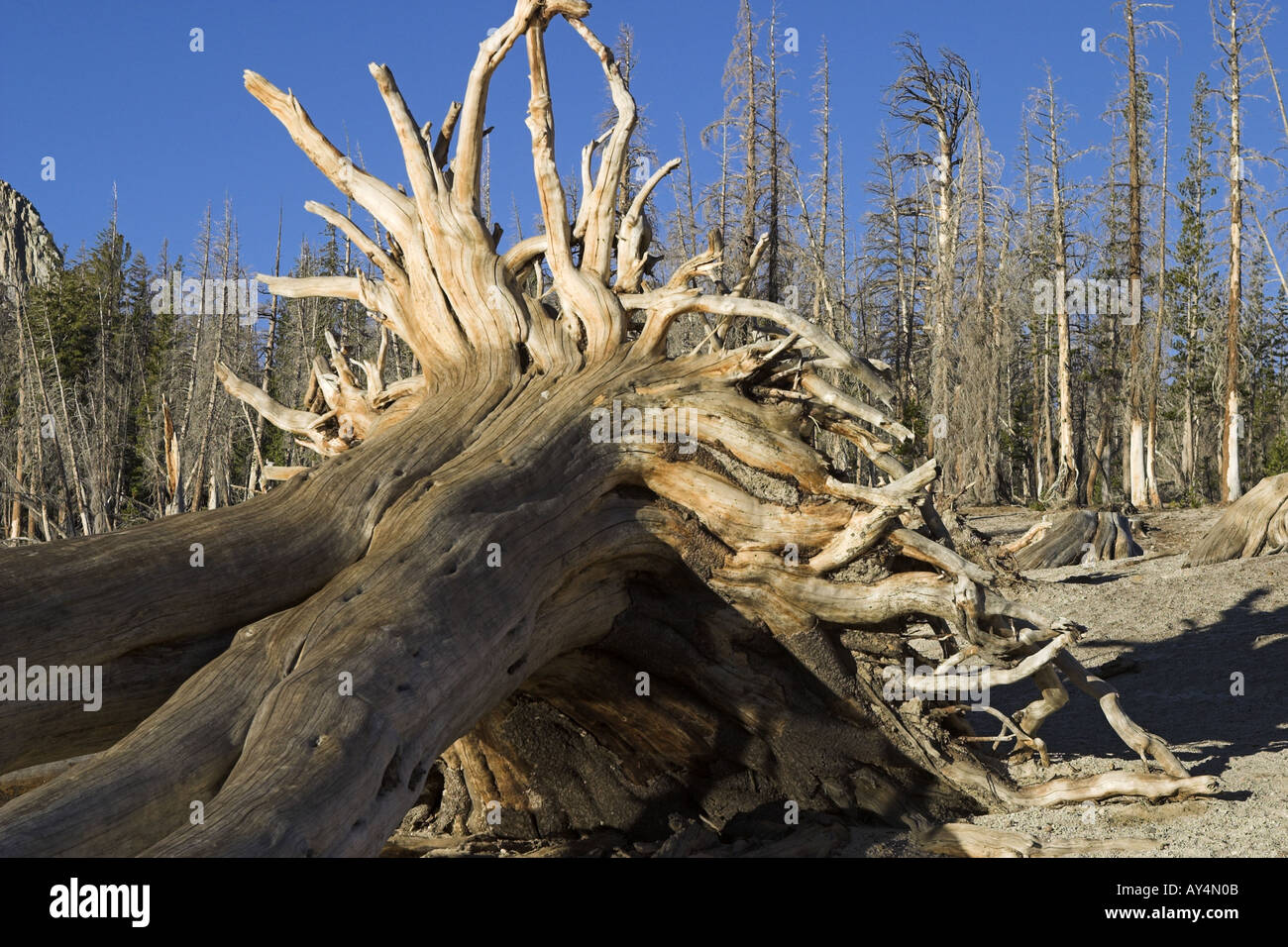 Tree roots from dead tree Horseshoe Lake Mammoth California USA Stock ...