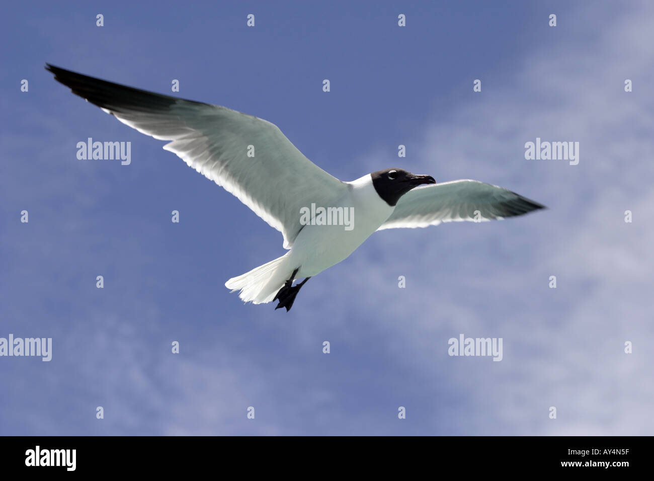 Blue tern hi-res stock photography and images - Alamy