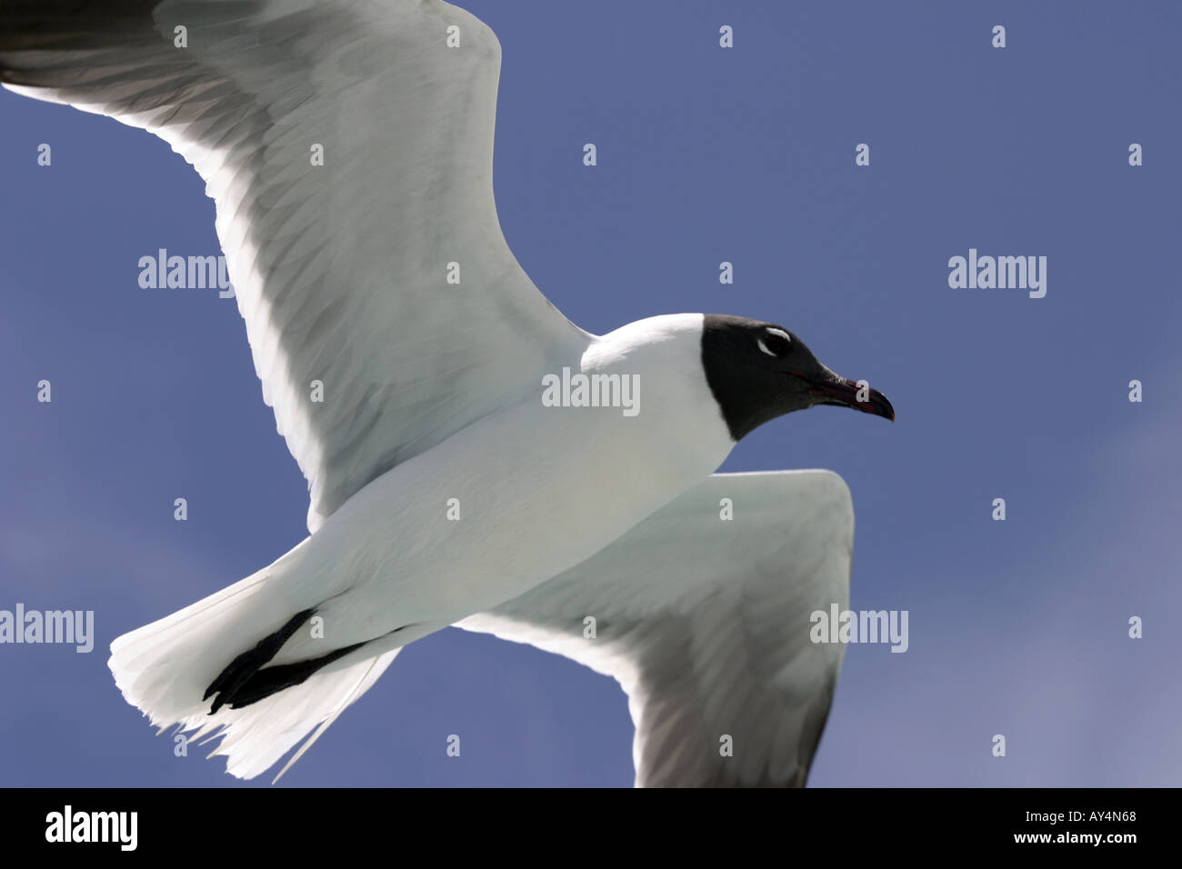 Blue tern hi-res stock photography and images - Alamy