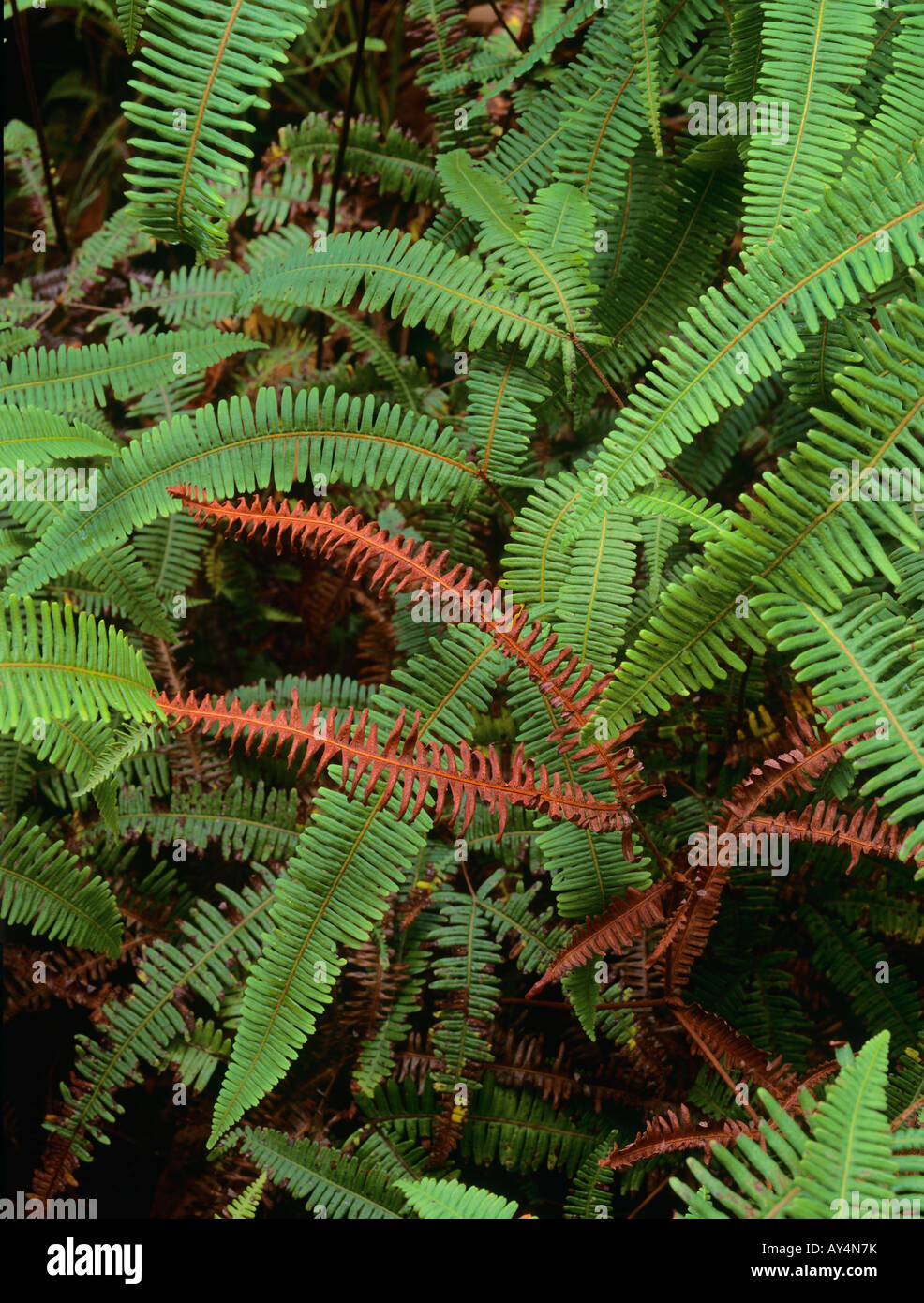 Paluma range national park hi-res stock photography and images - Alamy