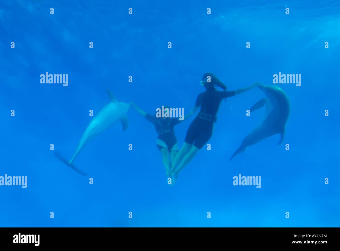 Underwater dolphin hi-res stock photography and images - Alamy