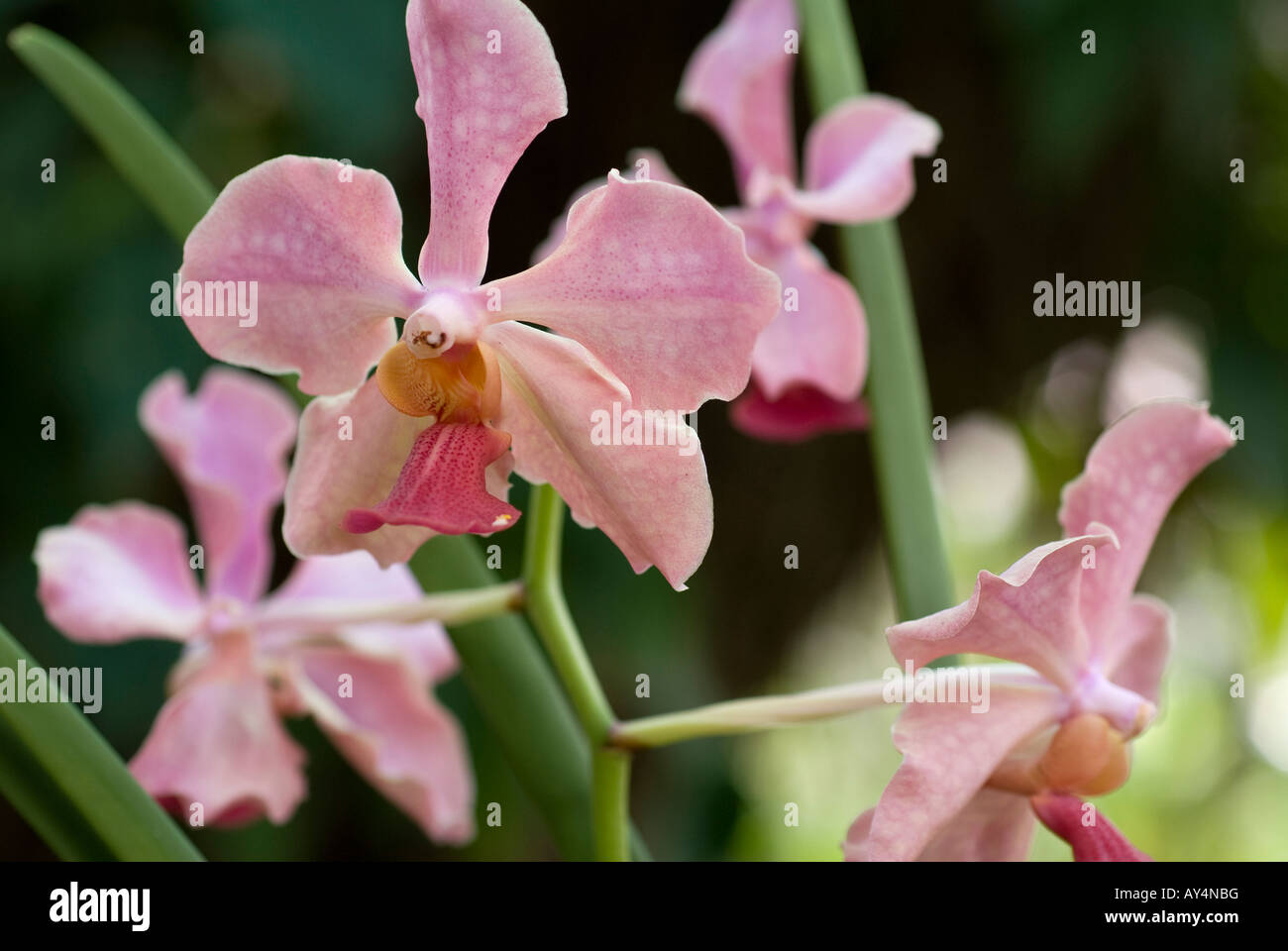 Many orchids species hi-res stock photography and images - Alamy