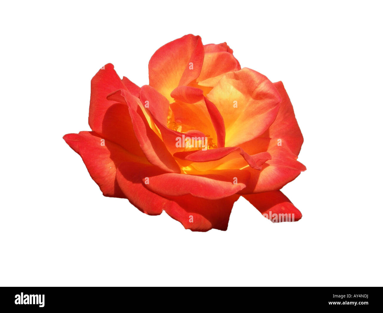 Multicolored rose hi-res stock photography and images - Alamy