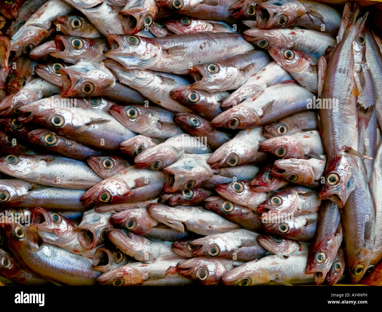 Istanbul fish markets hi-res stock photography and images - Alamy