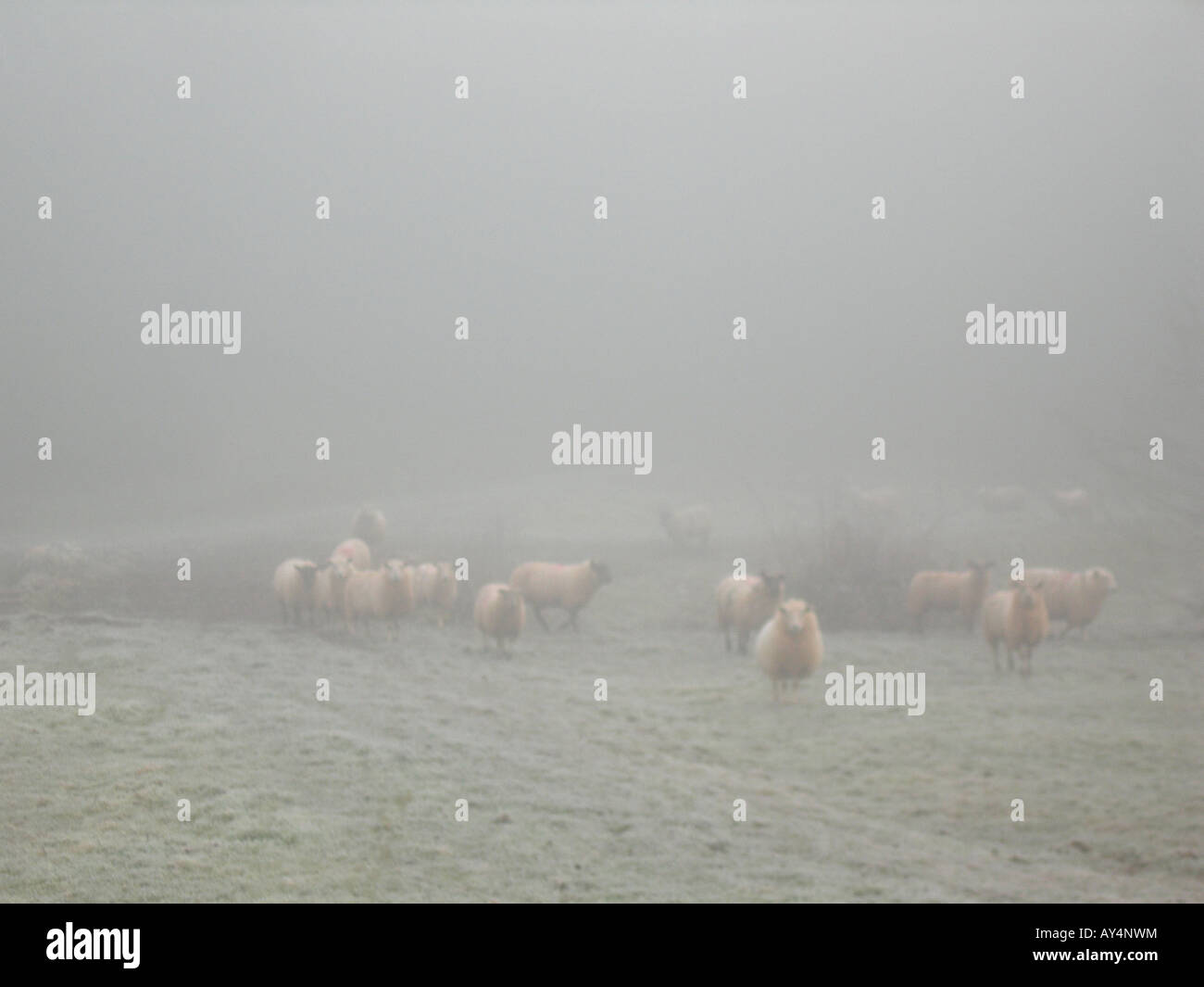Sheep in Mist Stock Photo - Alamy