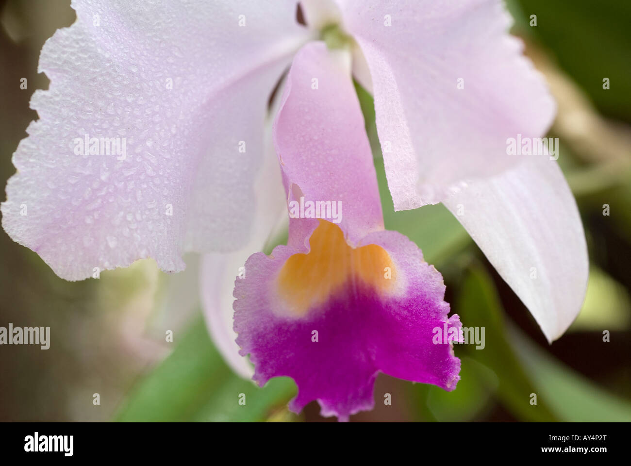 Sympodial orchids hi-res stock photography and images - Alamy