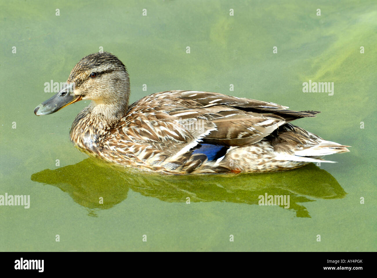 Woburn Safari Park wild female duck bird Anatidae waterfowl swimming ...