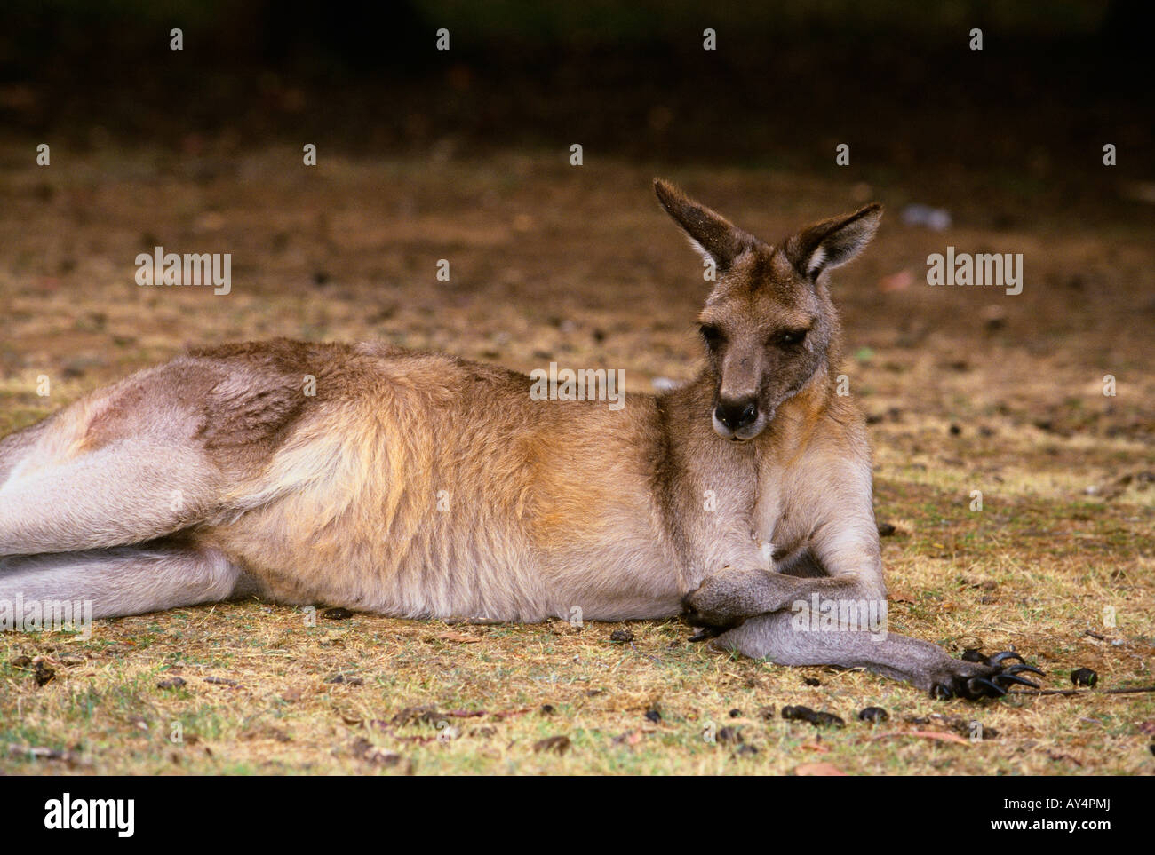 Forester Kangaroo Macropus giganteus tasmaniensis resting Tasmania ...