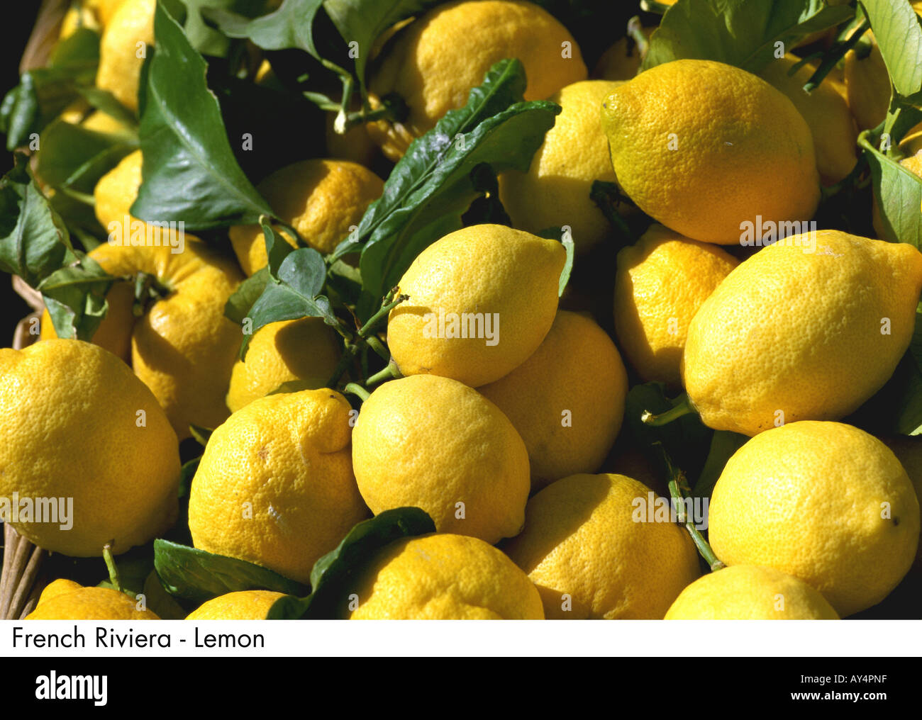French Riviera Lemon Stock Photo - Alamy