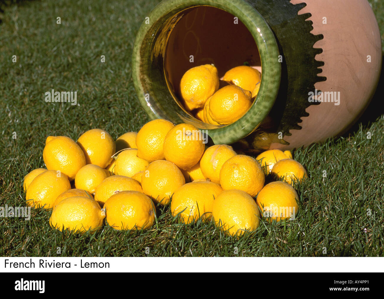 French Riviera Lemon Stock Photo - Alamy