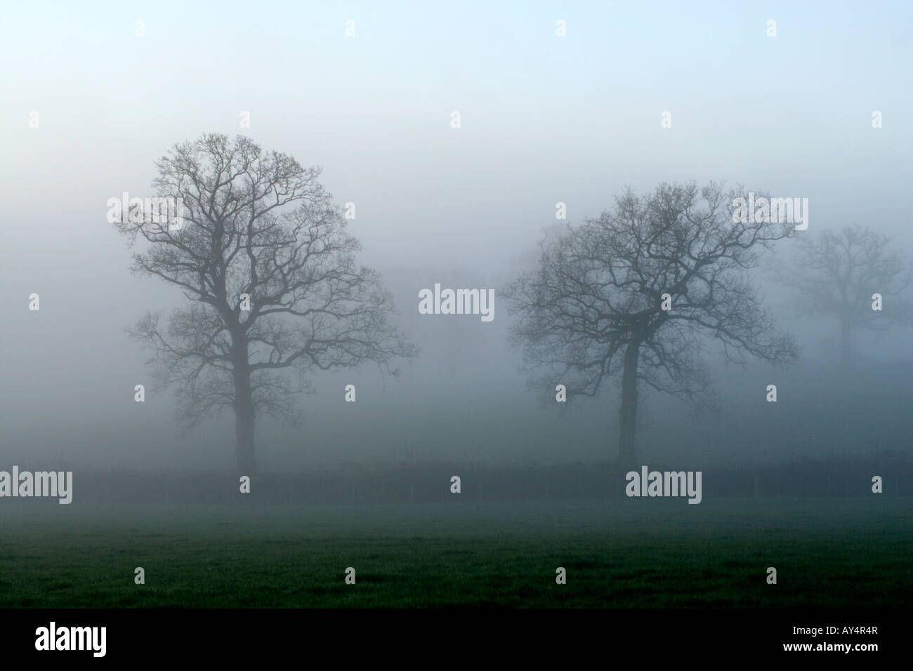 MISTY APRIL DAWN NEAR HALBERTON DEVON Stock Photo - Alamy