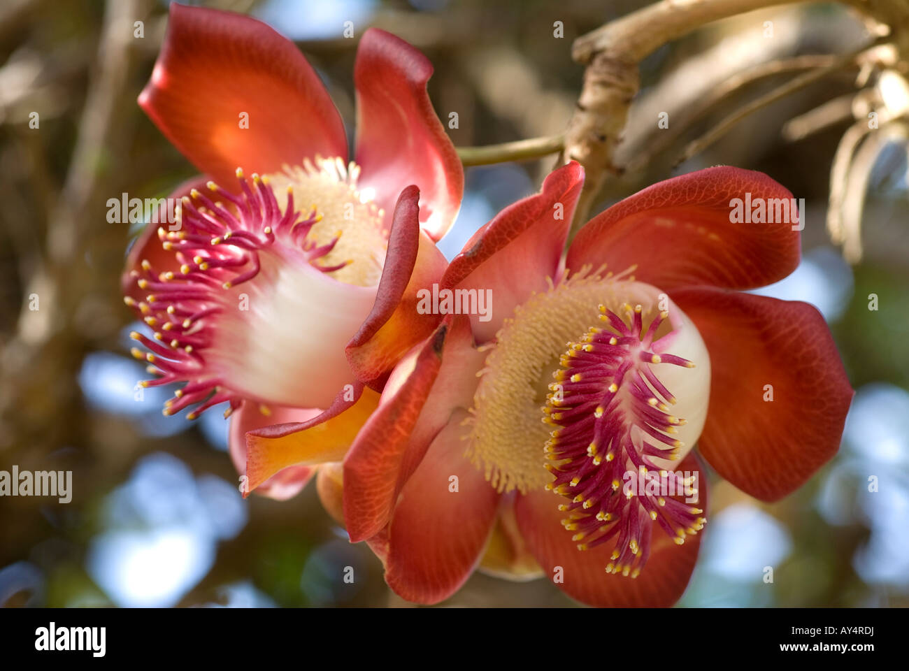 Tropical cannon ball hi-res stock photography and images - Alamy