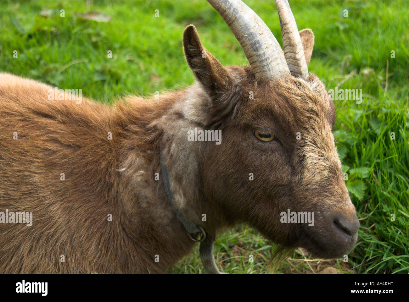 Goat close up Stock Photo - Alamy