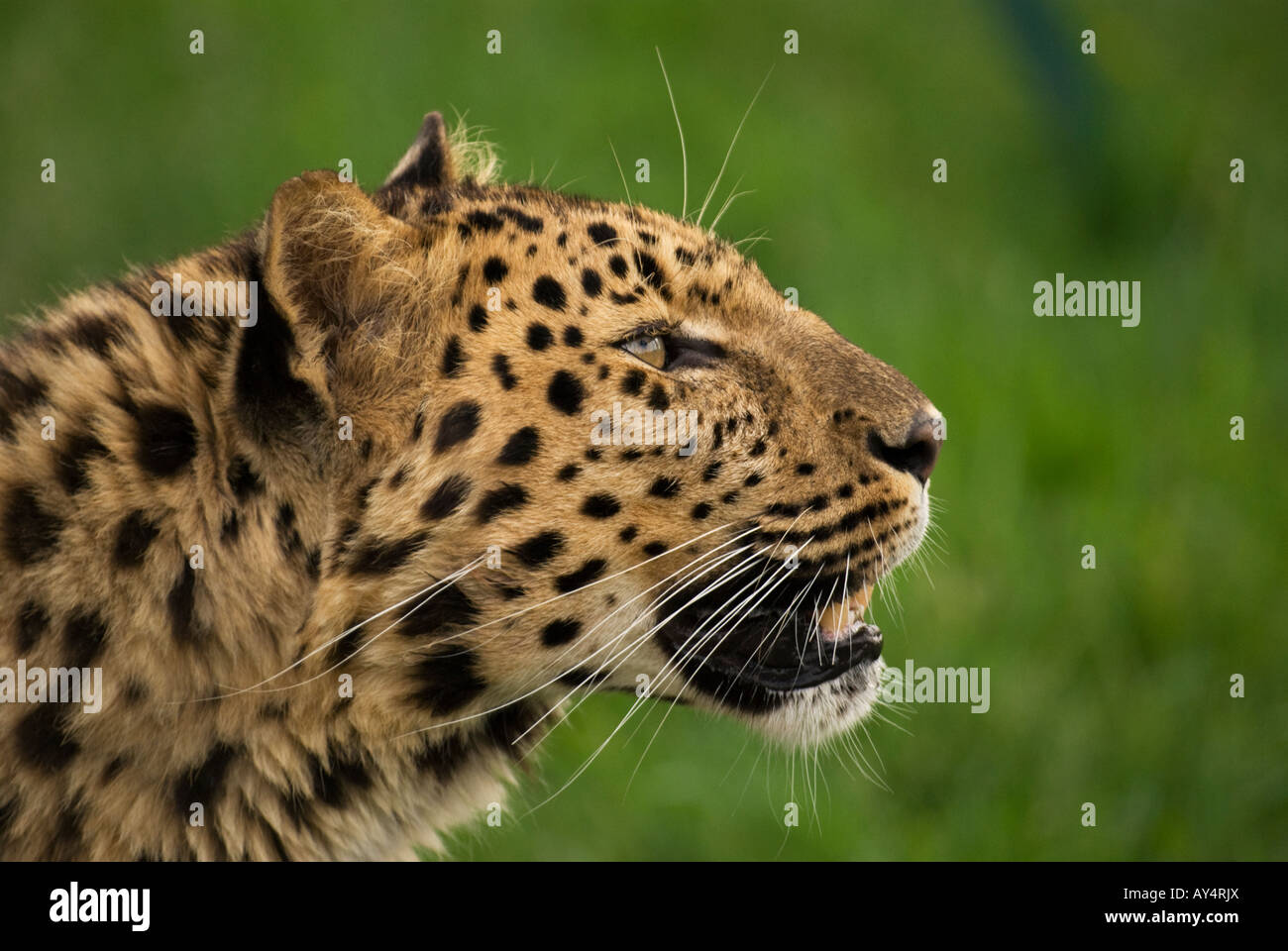 Male Amur Leopard resident at the Wildlife Heritage Foundation. One of ...