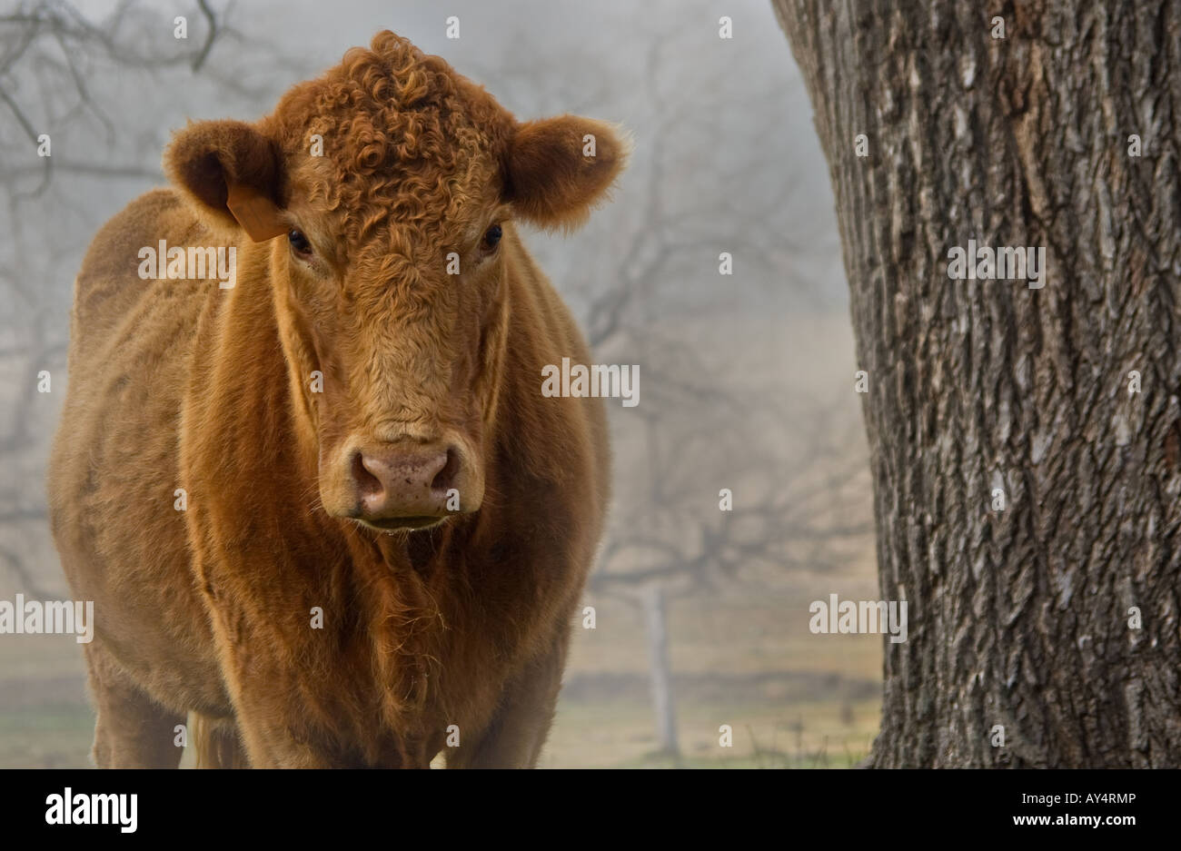 a cow comes out of the dense fog Stock Photo - Alamy