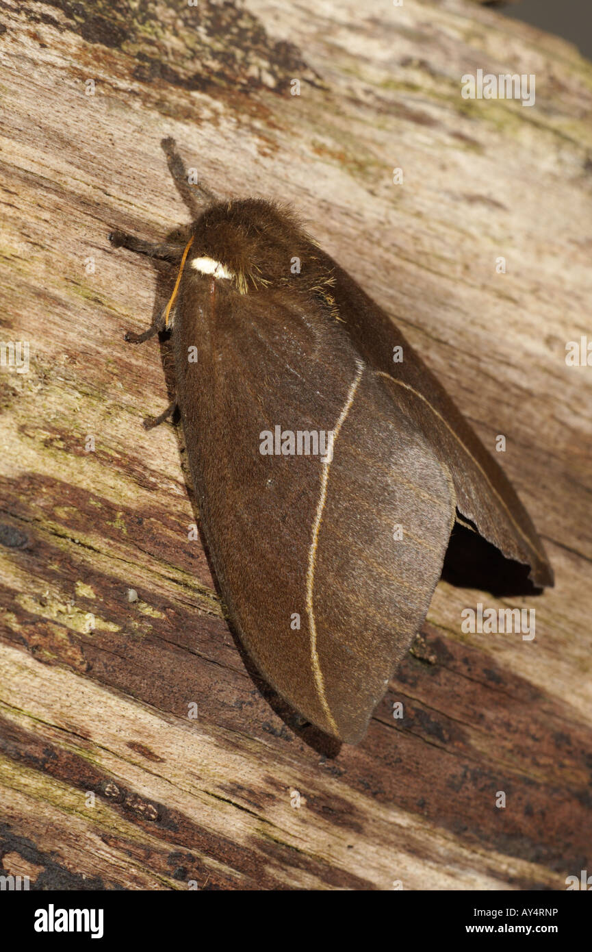 Bullseye moth - Automeris naranja Stock Photo - Alamy