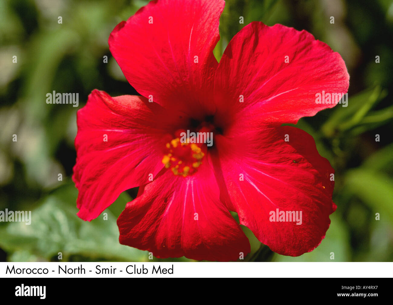 Smir hi-res stock photography and images - Alamy