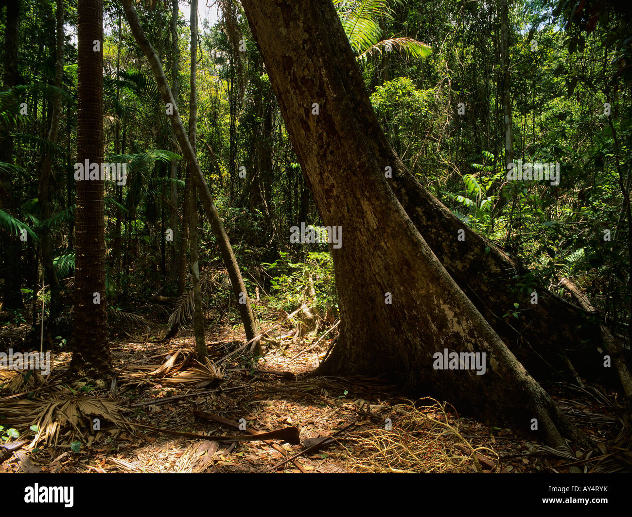 Big tree in the subtropical rainforest Eungella National Park Wet ...
