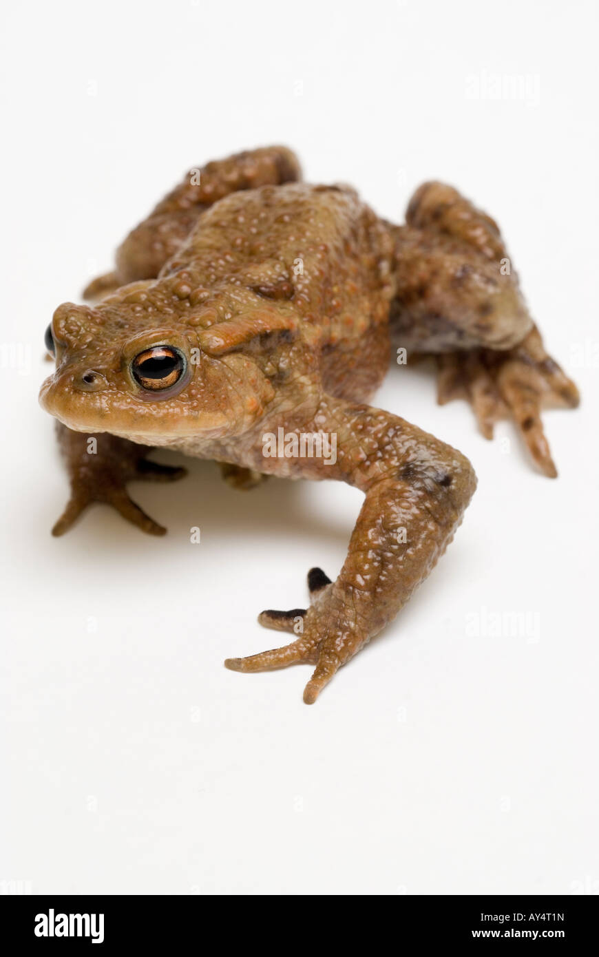 COMMON TOAD Bufo bufo Stock Photo - Alamy