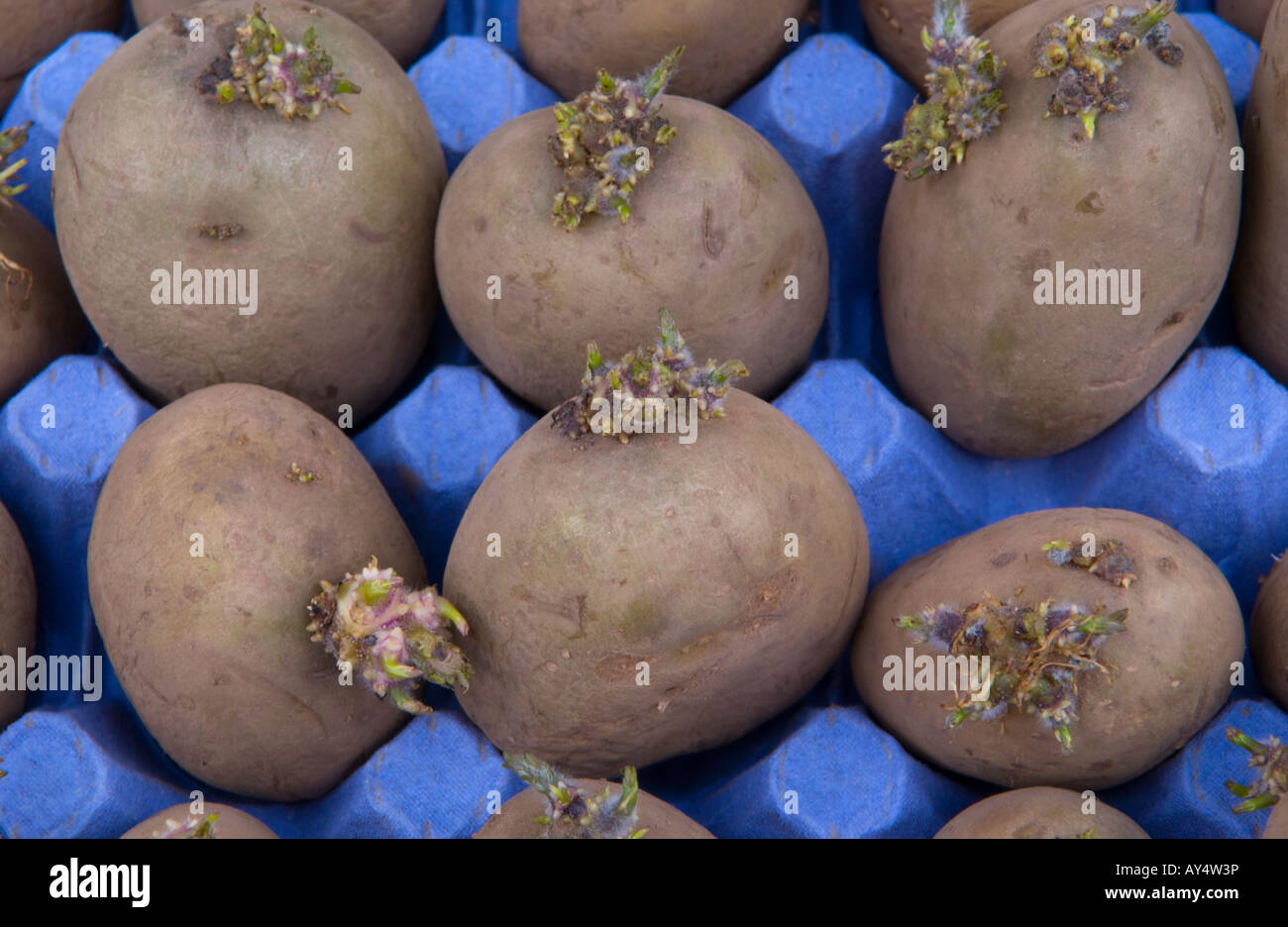 Maris Piper Potatoes Stock Photos & Maris Piper Potatoes Stock Images ...