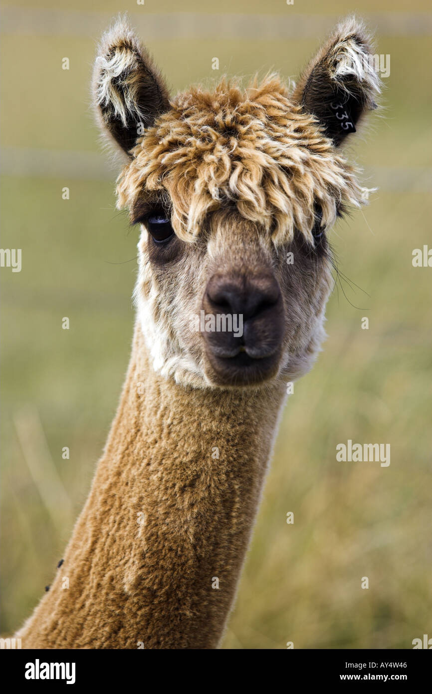 Scotland neck hi-res stock photography and images - Alamy