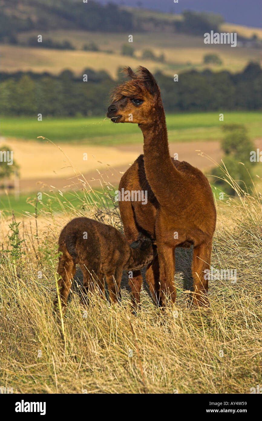 Newburgh fife scotland hi-res stock photography and images - Alamy