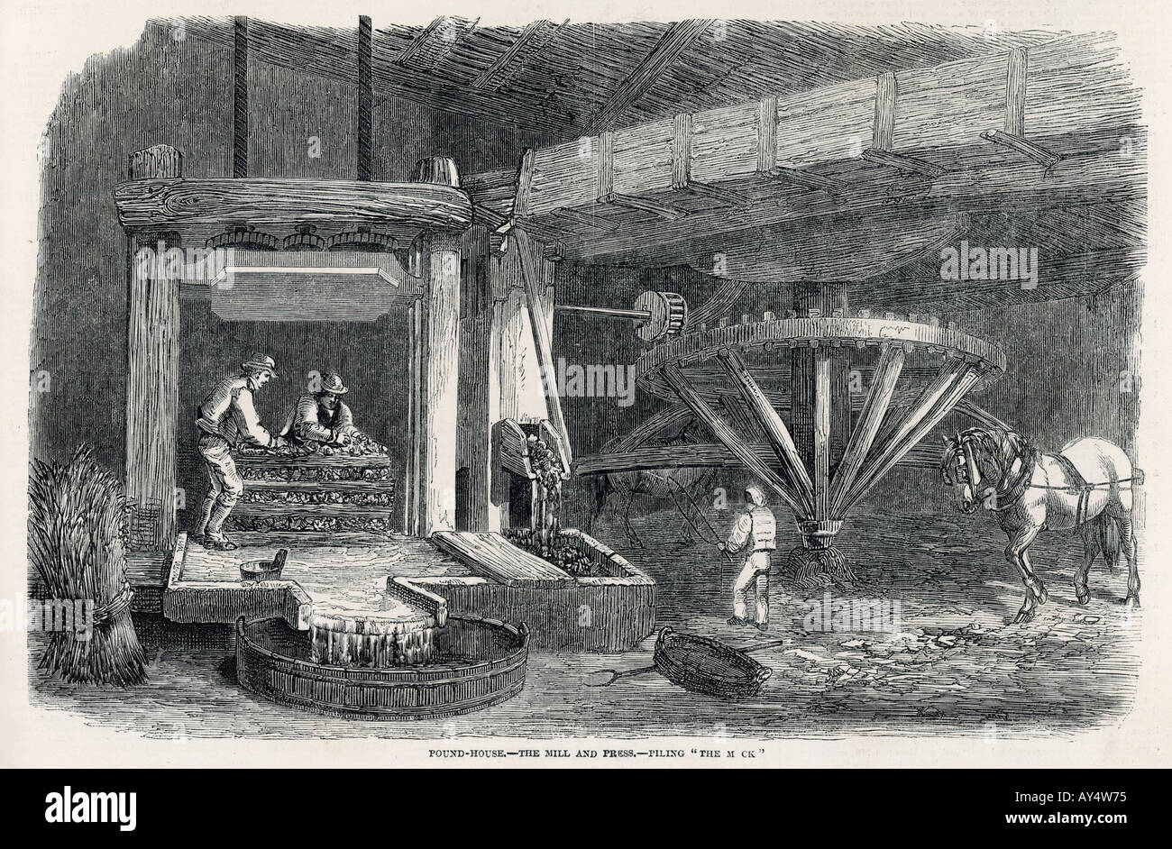 Pressing Cider Apples Stock Photo - Alamy