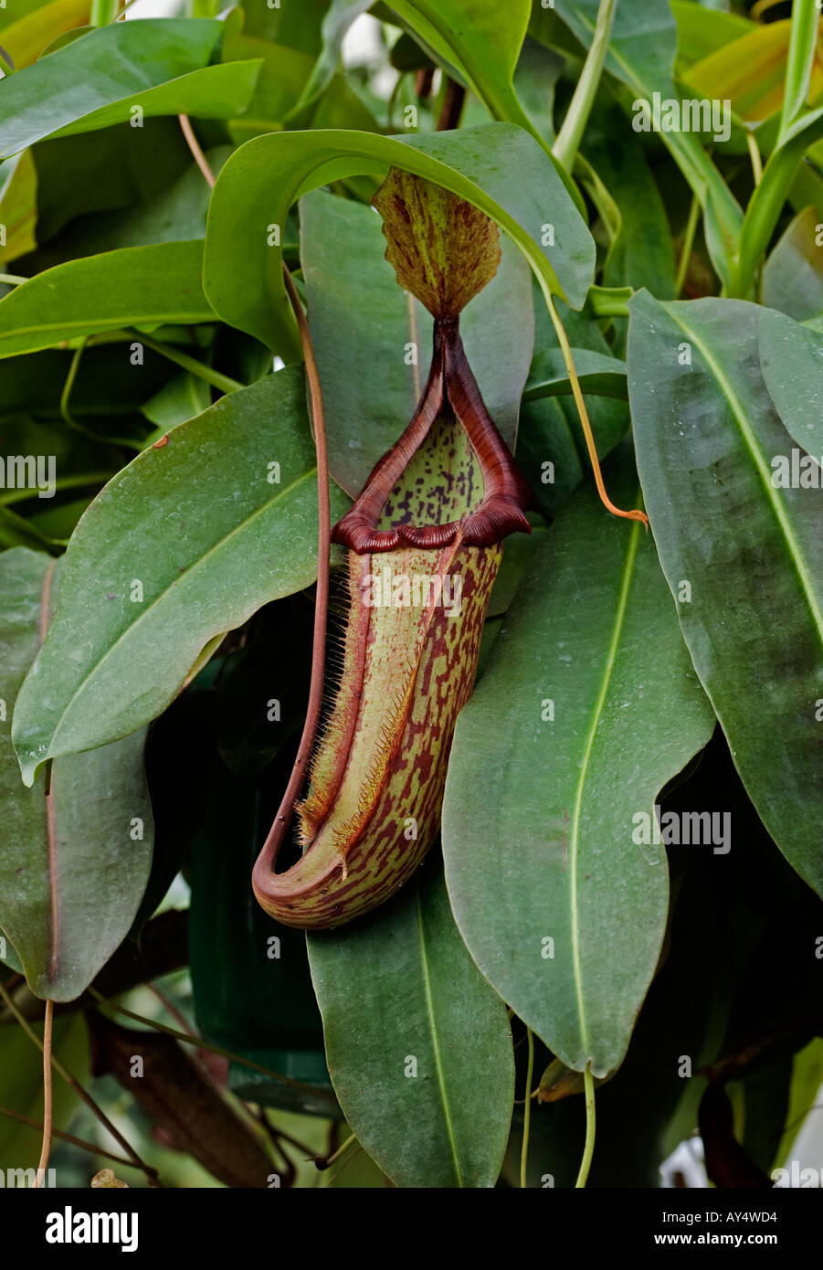 Nepenthes Macrophylla This Rare Montane Pitcher Plant