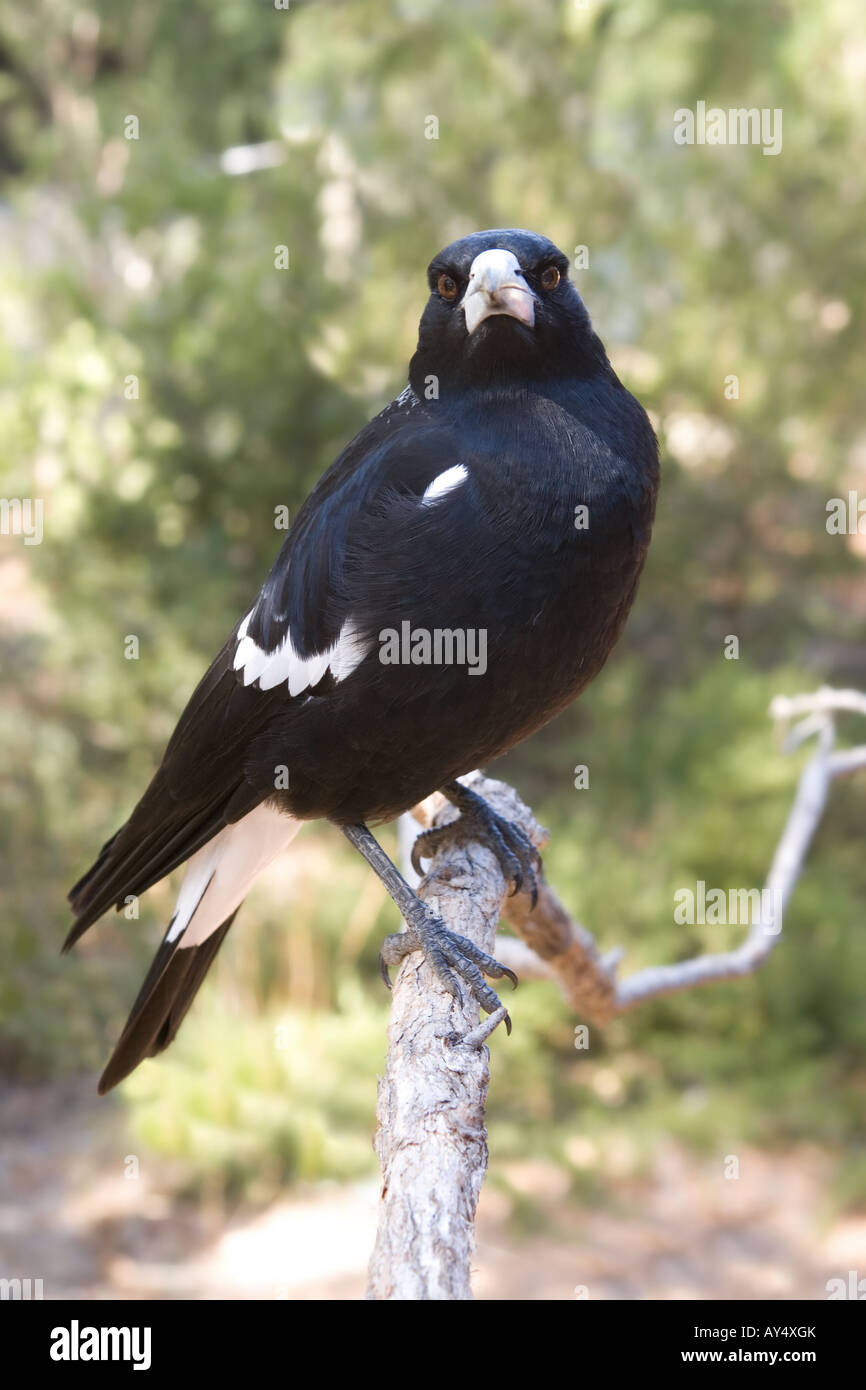Male magpie hi-res stock photography and images - Alamy