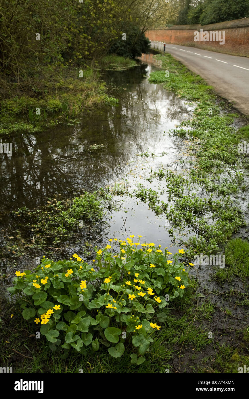 Marsh Marigolds (Ranunculaceae) also known as Kingcups on the banks of ...