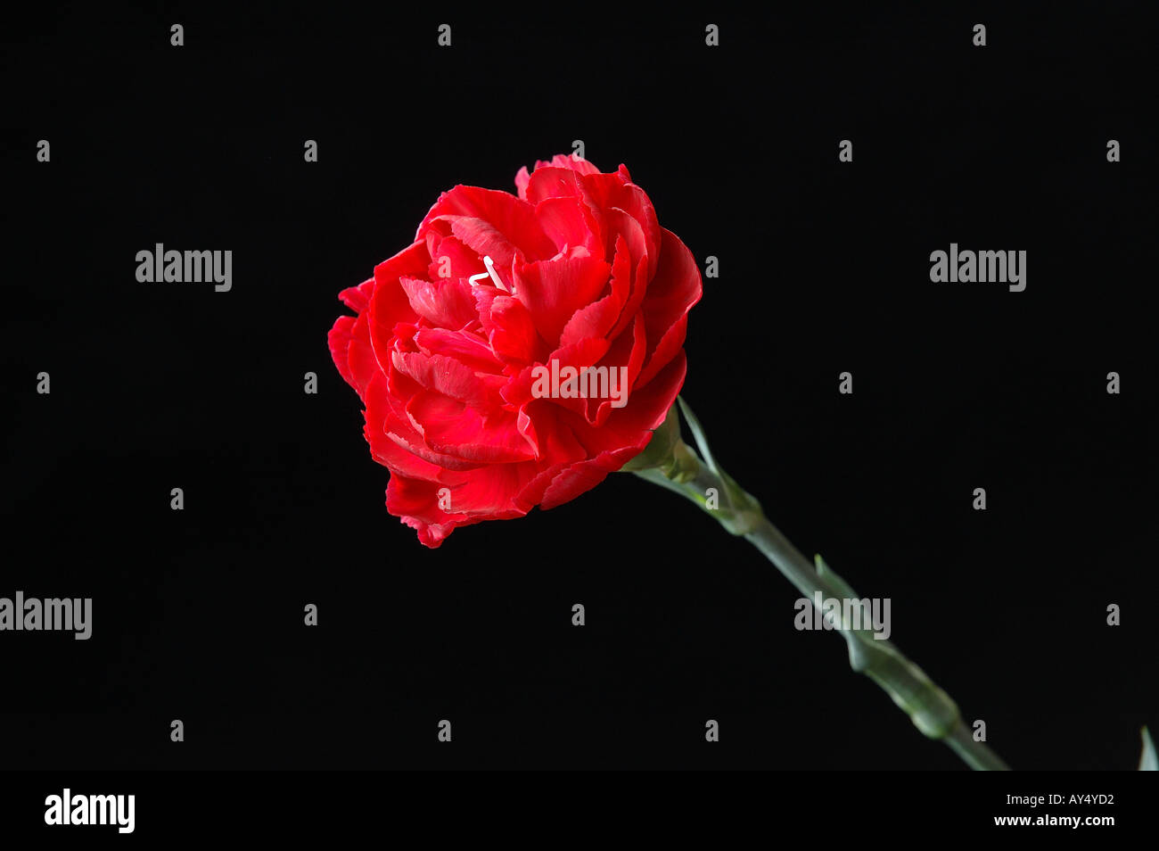 Olner hi-res stock photography and images - Alamy