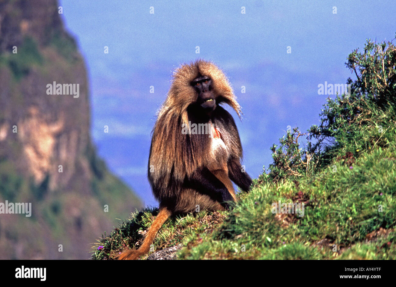 Gelada simien mountains endemic species hi-res stock photography and ...
