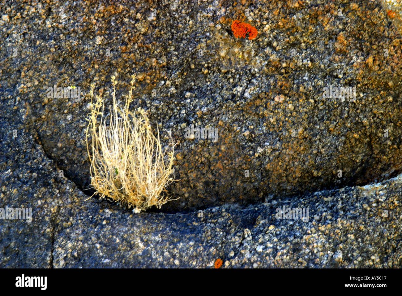 Weed Rock High Resolution Stock Photography and Images - Alamy