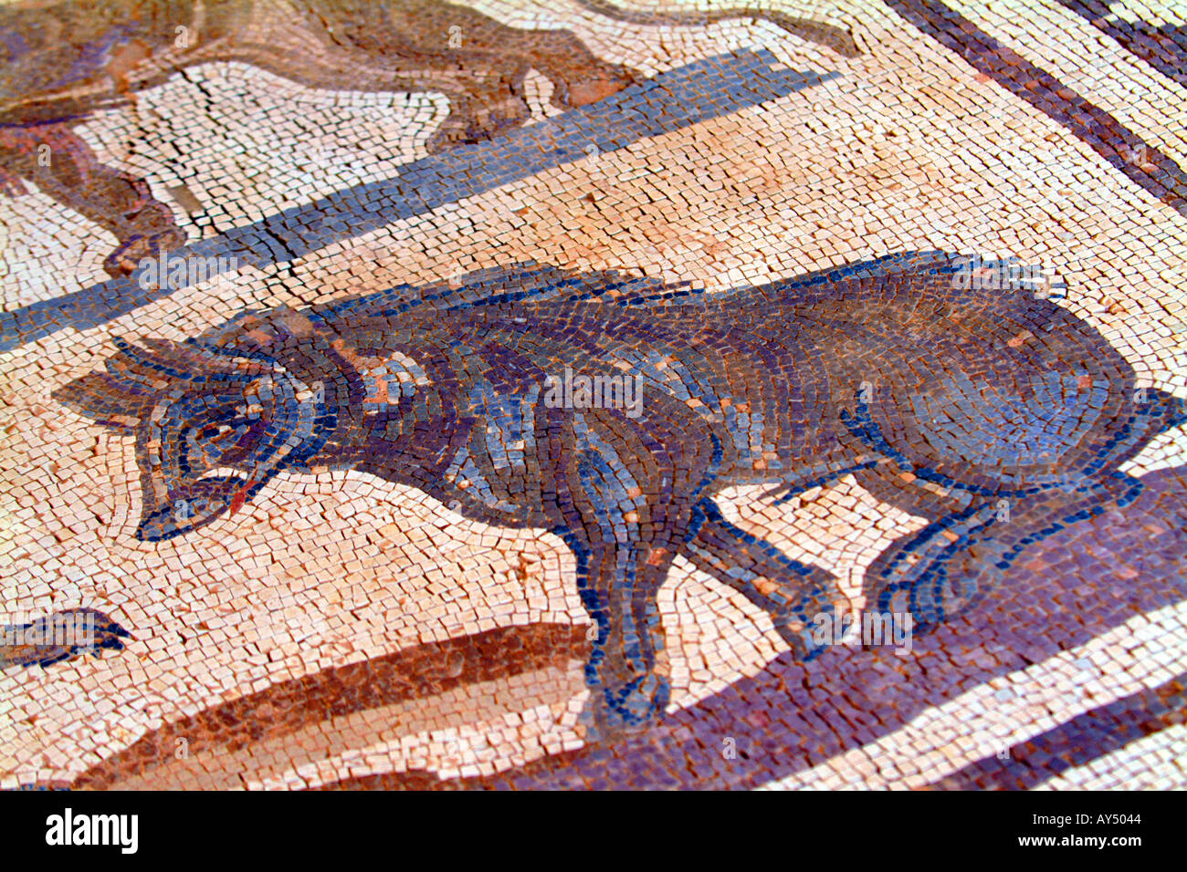 Cypriot dog hi-res stock photography and images - Alamy