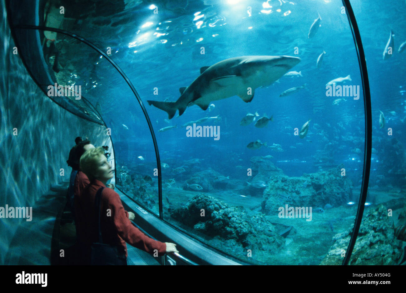 aquarium shark visitor Stock Photo - Alamy
