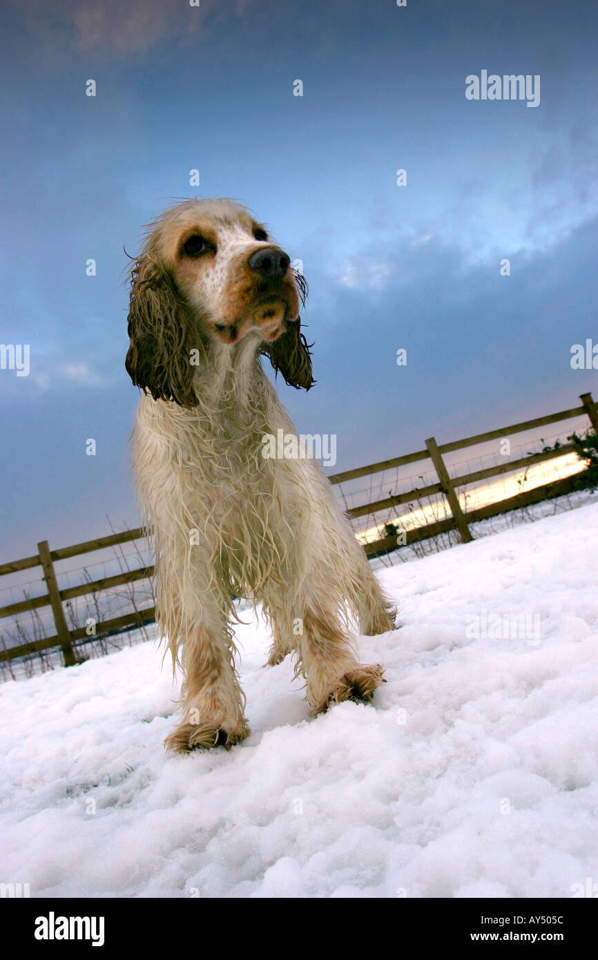 Cocker Spaniel in the snow Stock Photo - Alamy