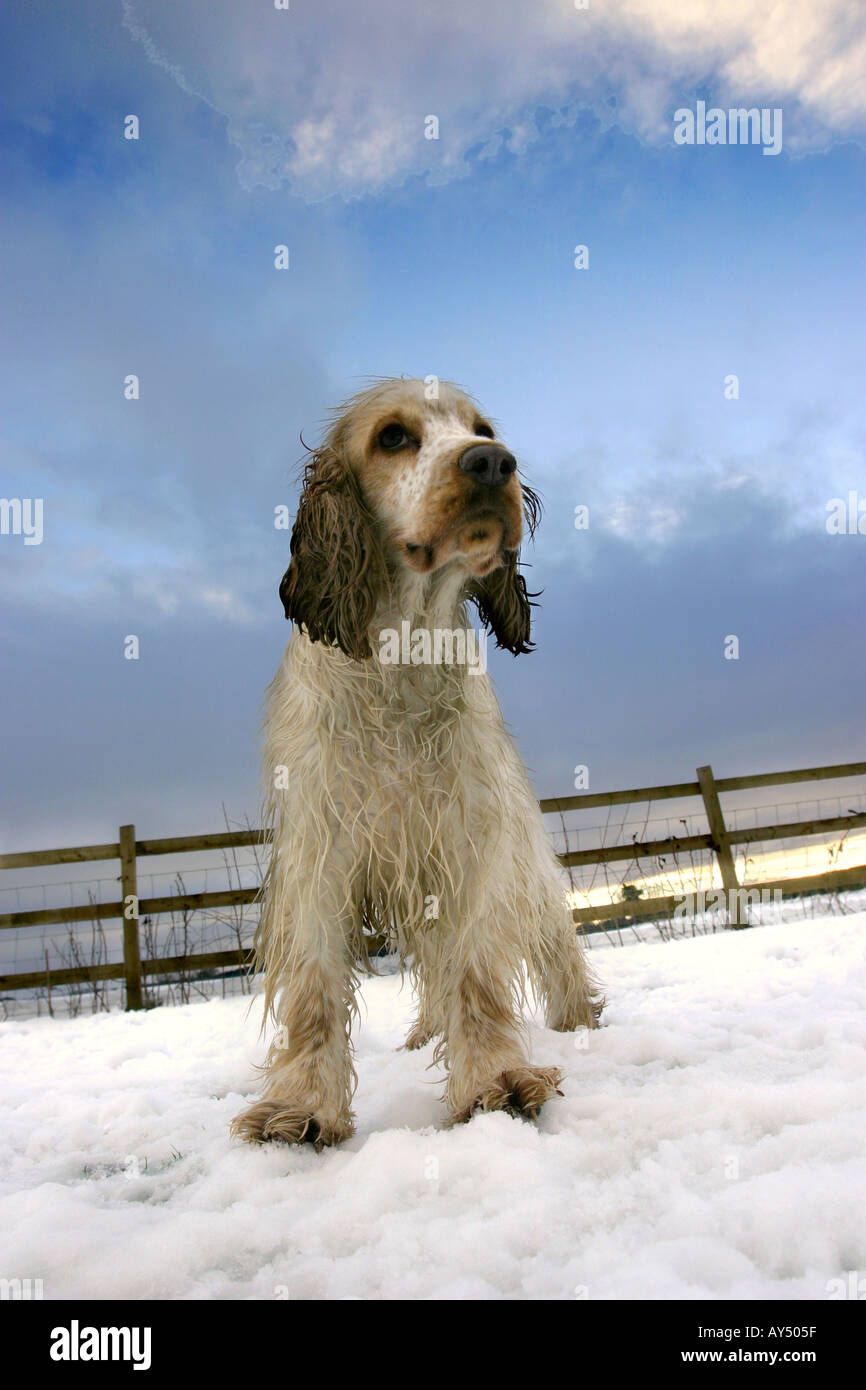 Cocker Spaniel in snow Stock Photo - Alamy