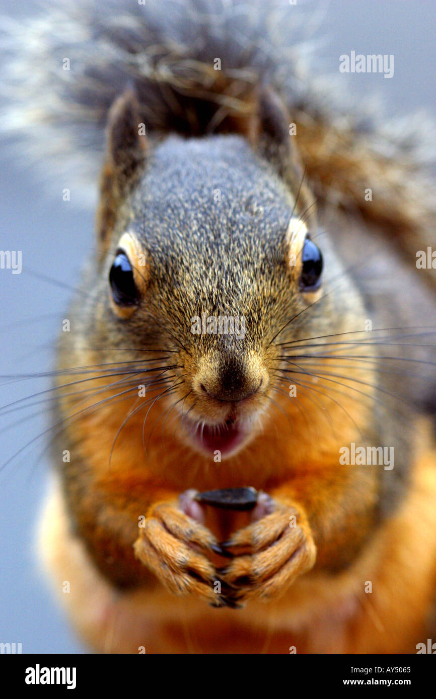 Douglas squirrel or chickaree eating a sunflower seed Stock Photo - Alamy