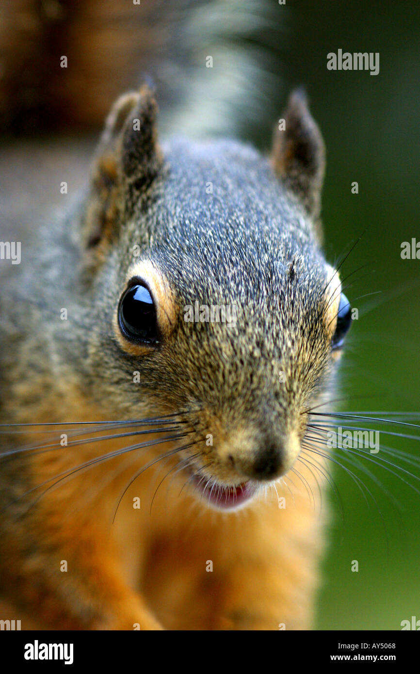 Chickaree hi-res stock photography and images - Alamy