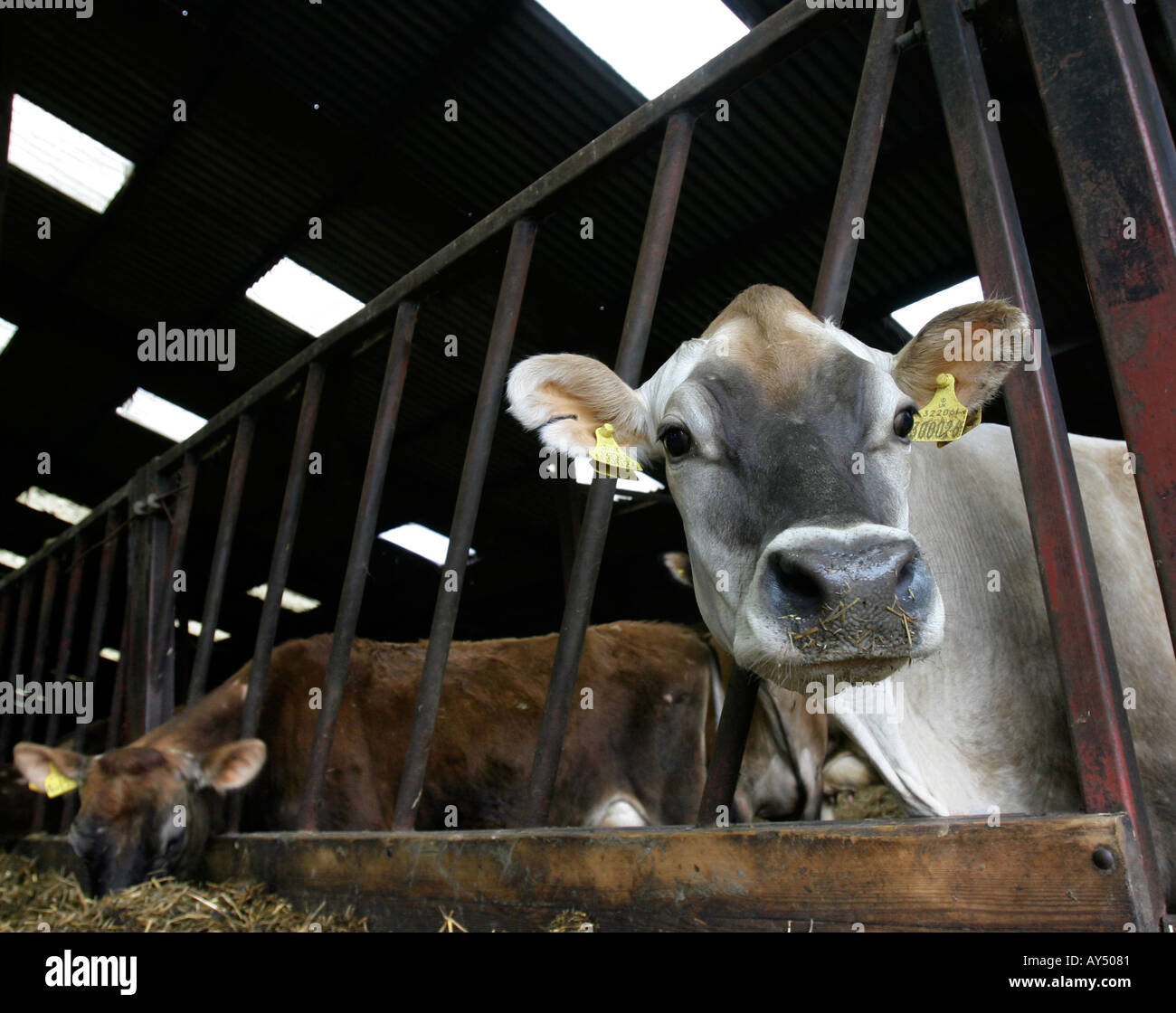 Jersey cows looking through a feed barrier on an organic farm in the UK ...