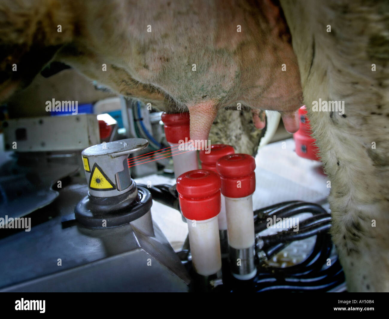 Automatic robot milking machine on a modern farm Stock Photo - Alamy