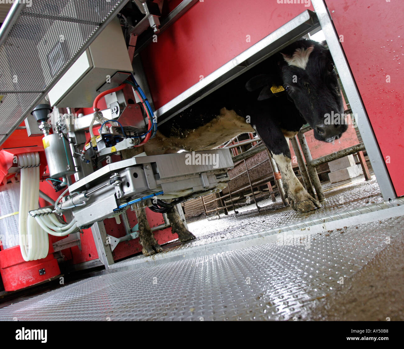 Automatic robot milking machine on a modern farm Stock Photo - Alamy
