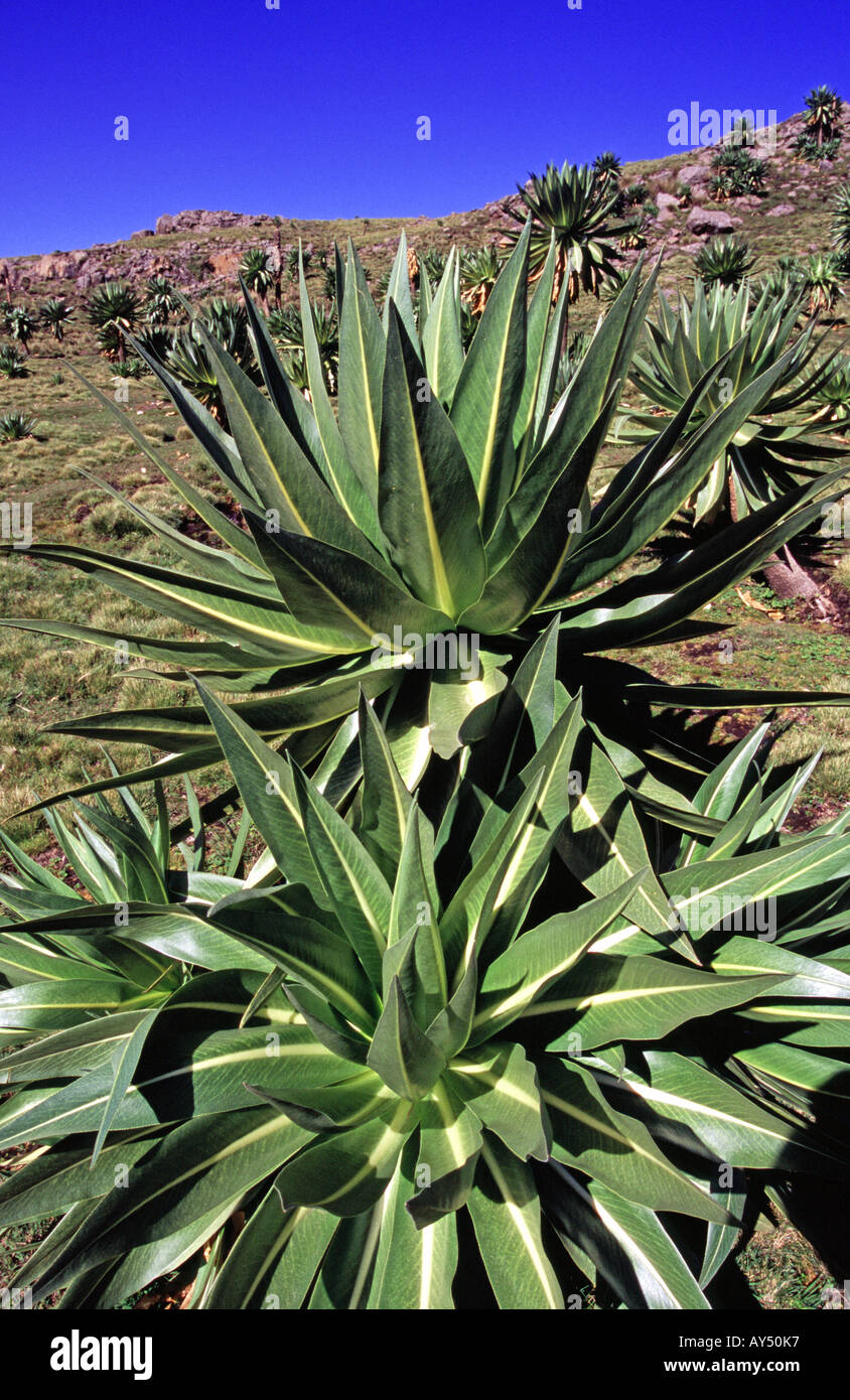 Giant lobelia plants in the Simien Mountains National Park Ethiopia ...