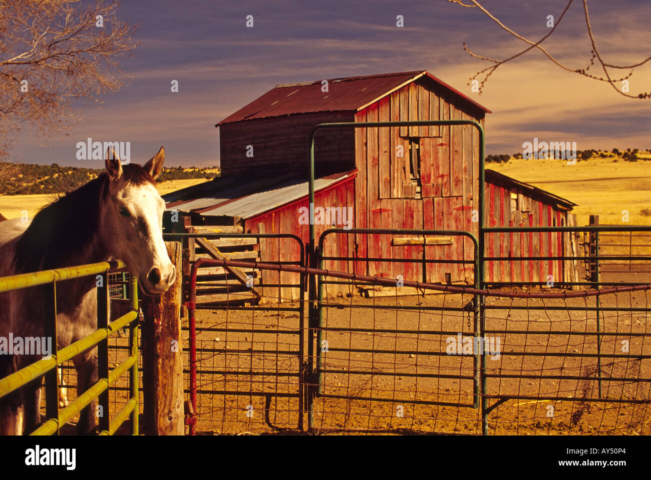 Vintage horse ranch hi-res stock photography and images - Alamy
