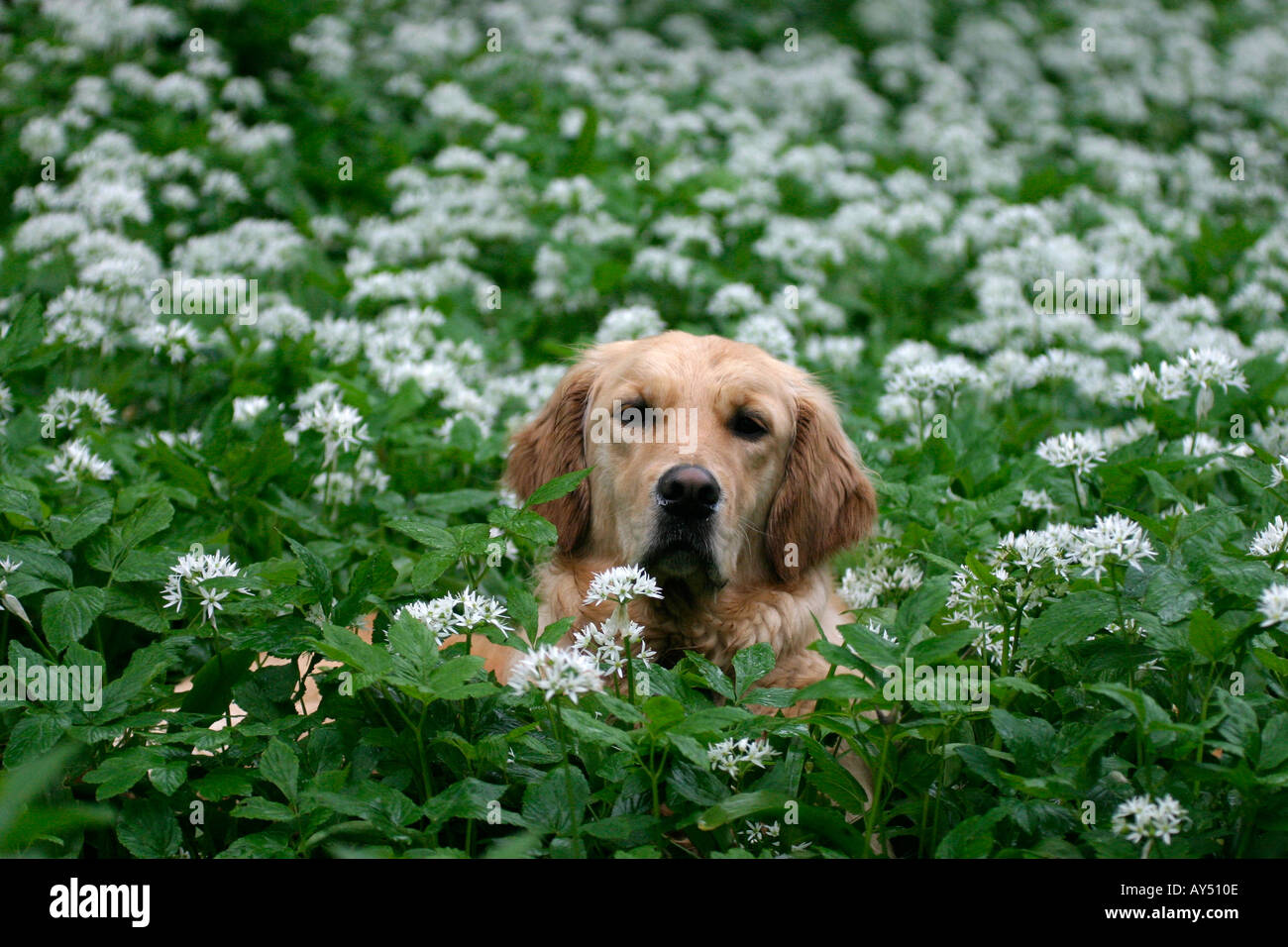 Golden retriever nostril hi-res stock photography and images - Alamy
