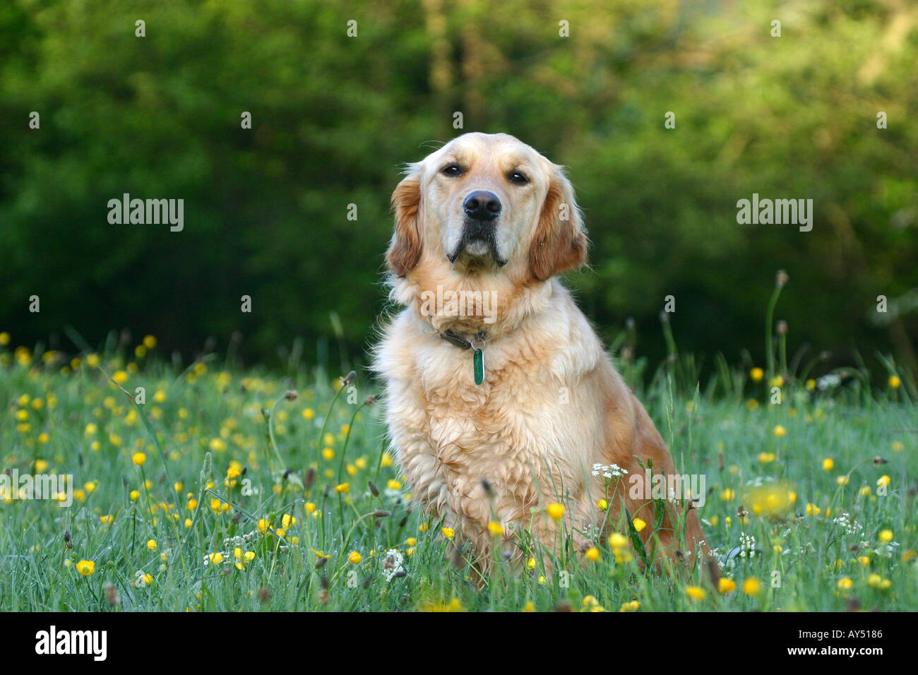 Golden yellow hairs hi-res stock photography and images - Alamy