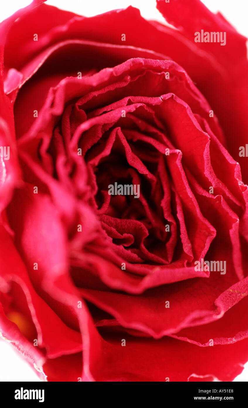 Loving memory rose hi-res stock photography and images - Alamy